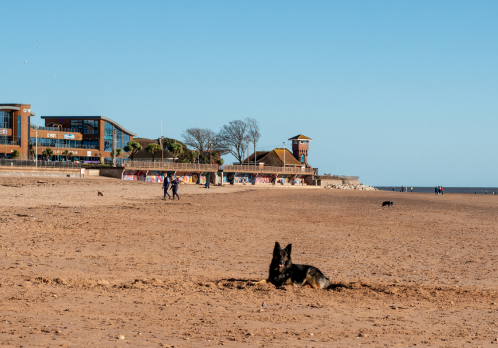 Dog-Friendly Exmouth - Visit Exmouth