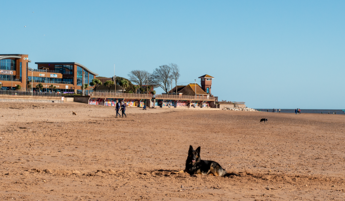 The Best Dog Walks in Exmouth - Visit Exmouth